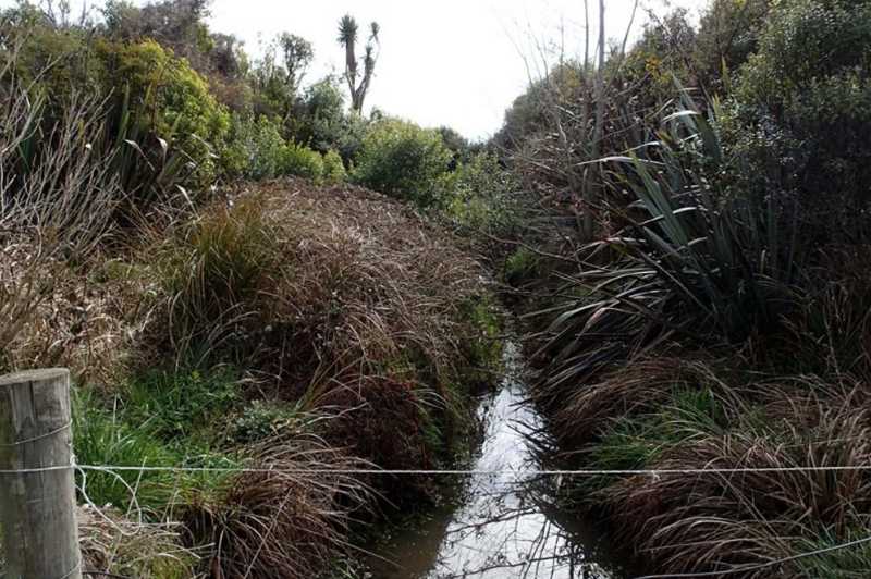 Pearl Creek - restoring healthy native habitats
