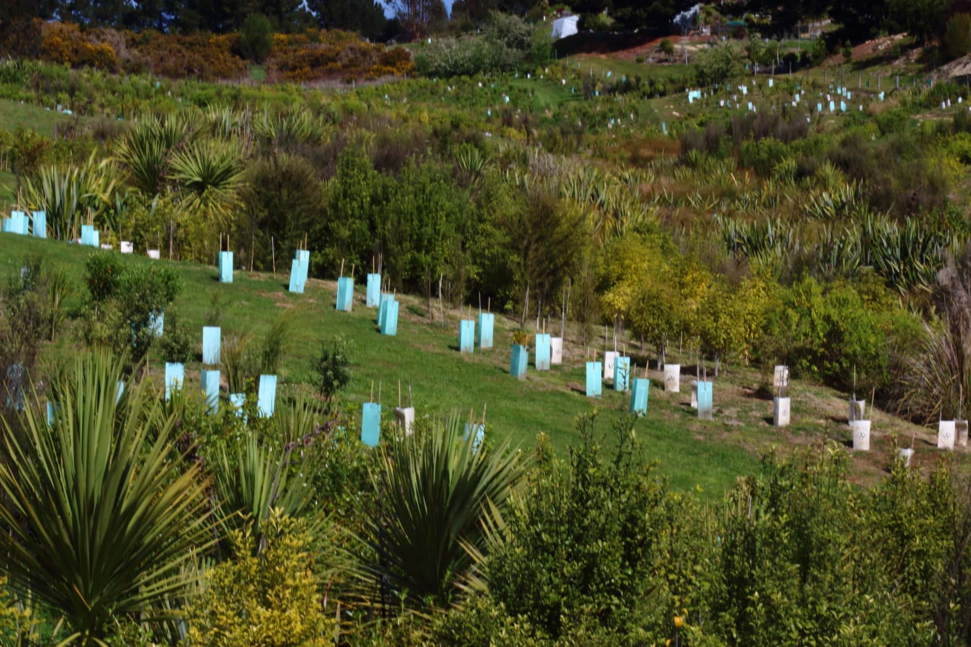 Restoring the Moutere - restoration of ecosystems, wetlands