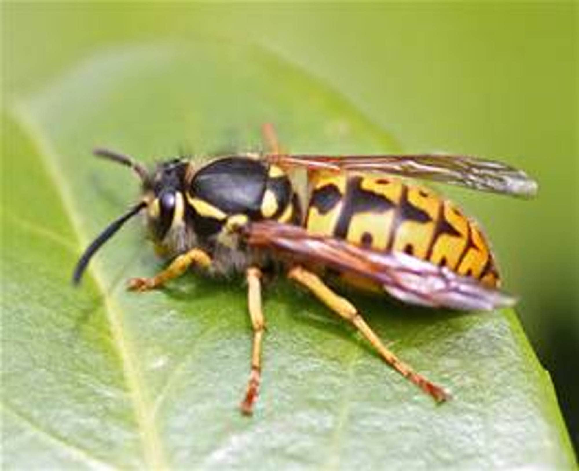 Wasp Wipeout Nelson Tasman to reduce induced wasp numbers