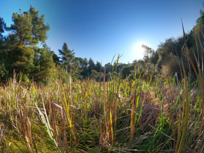 Projects – Tasman Environmental Trust