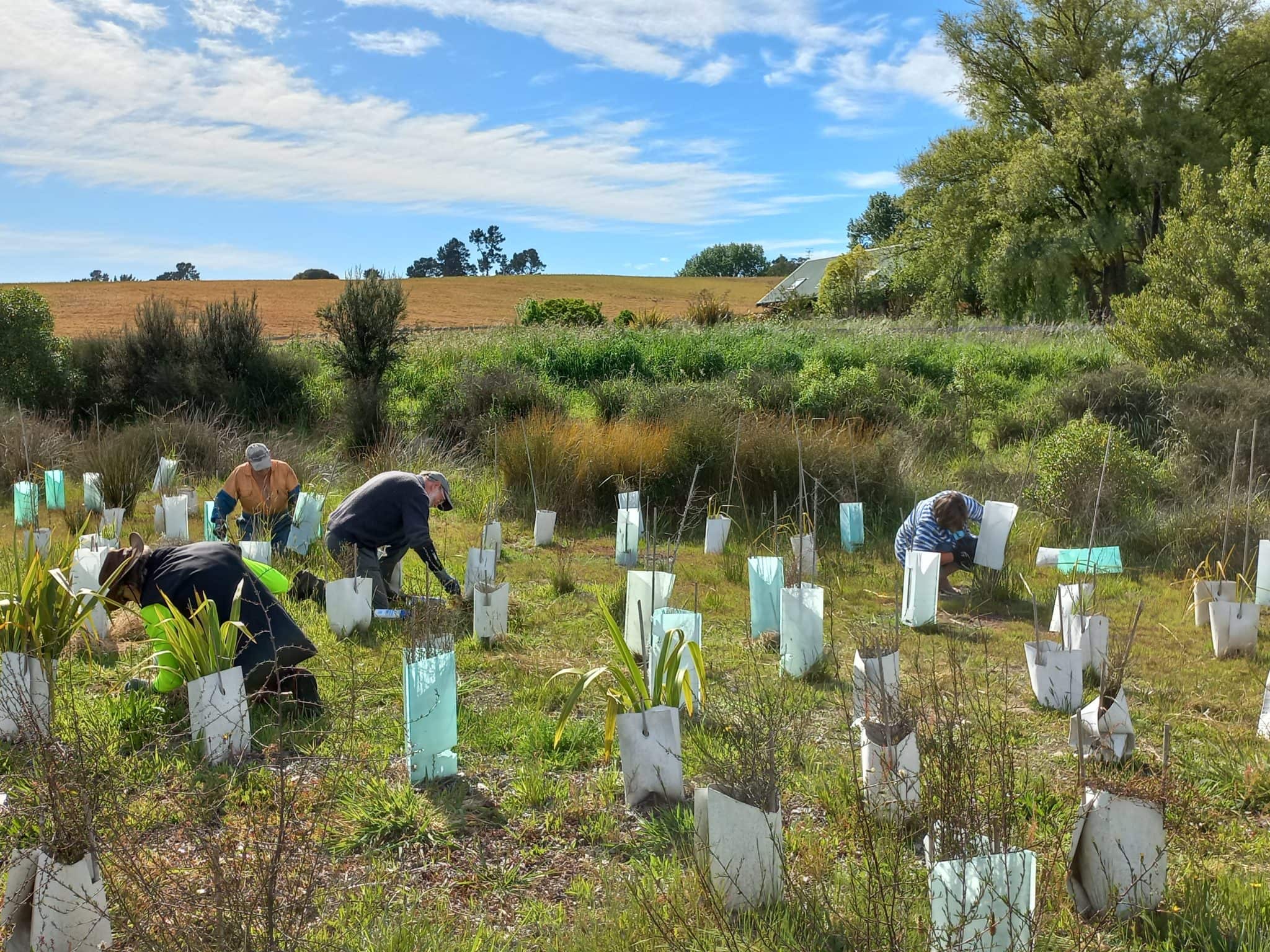 Battle For the Banded Rail Plant Care Mornings | Tasman Environmental Trust