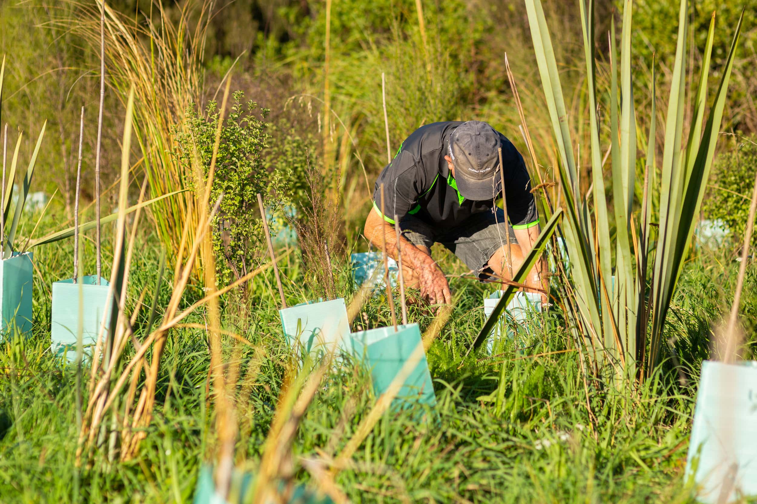 Battle for Banded Rail Plant Care Event
