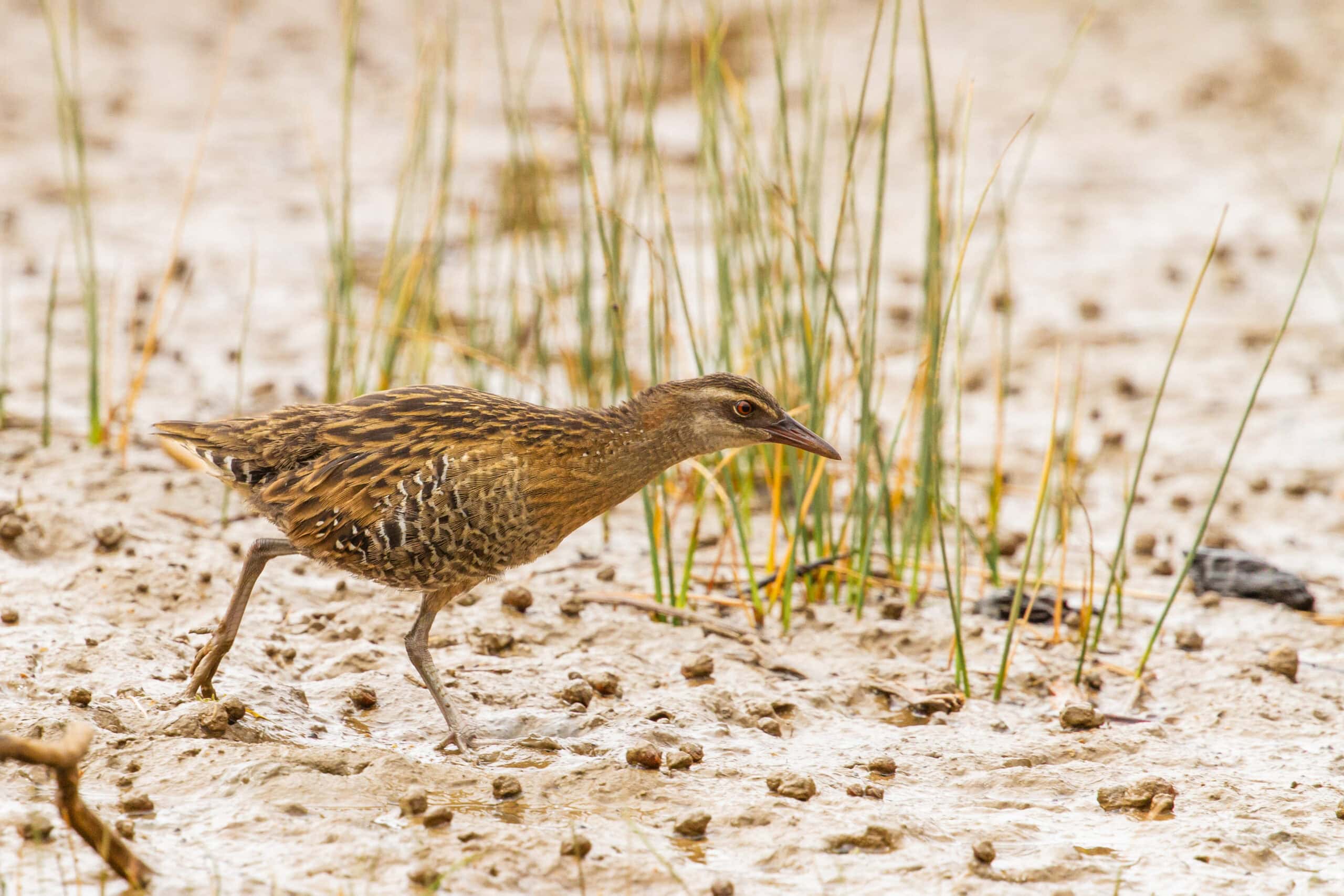 Battle for the Banded Rail Spring Newsletter | Tasman Environmental Trust