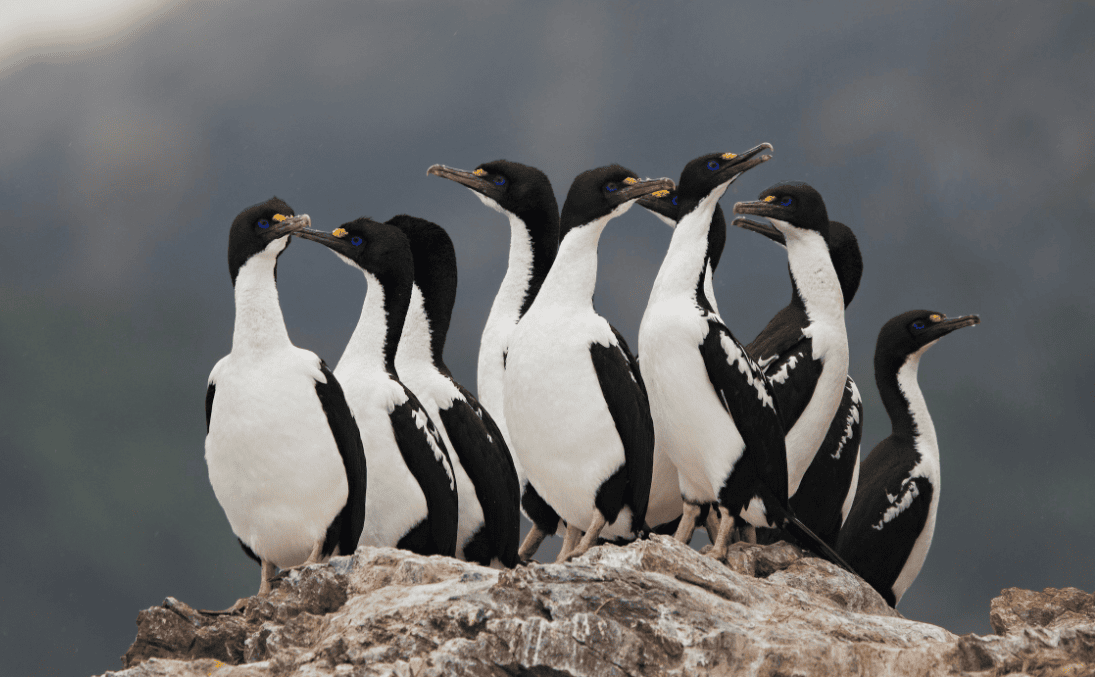 The Counting Side of Conservation | Tasman Environmental Trust