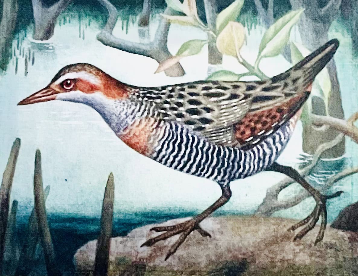 Battle for the Banded Rail Summer Newsletter | Tasman Environmental Trust