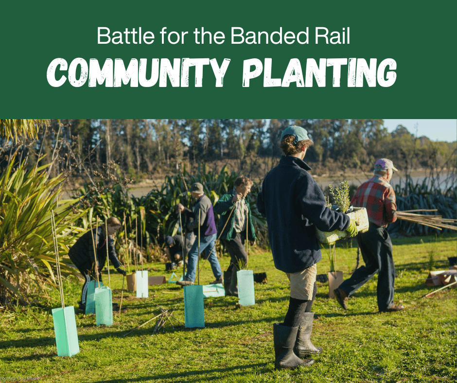 Matariki Planting - Battle for the Banded Rail