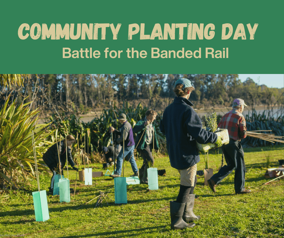Community Planting - Battle for the Banded Rail